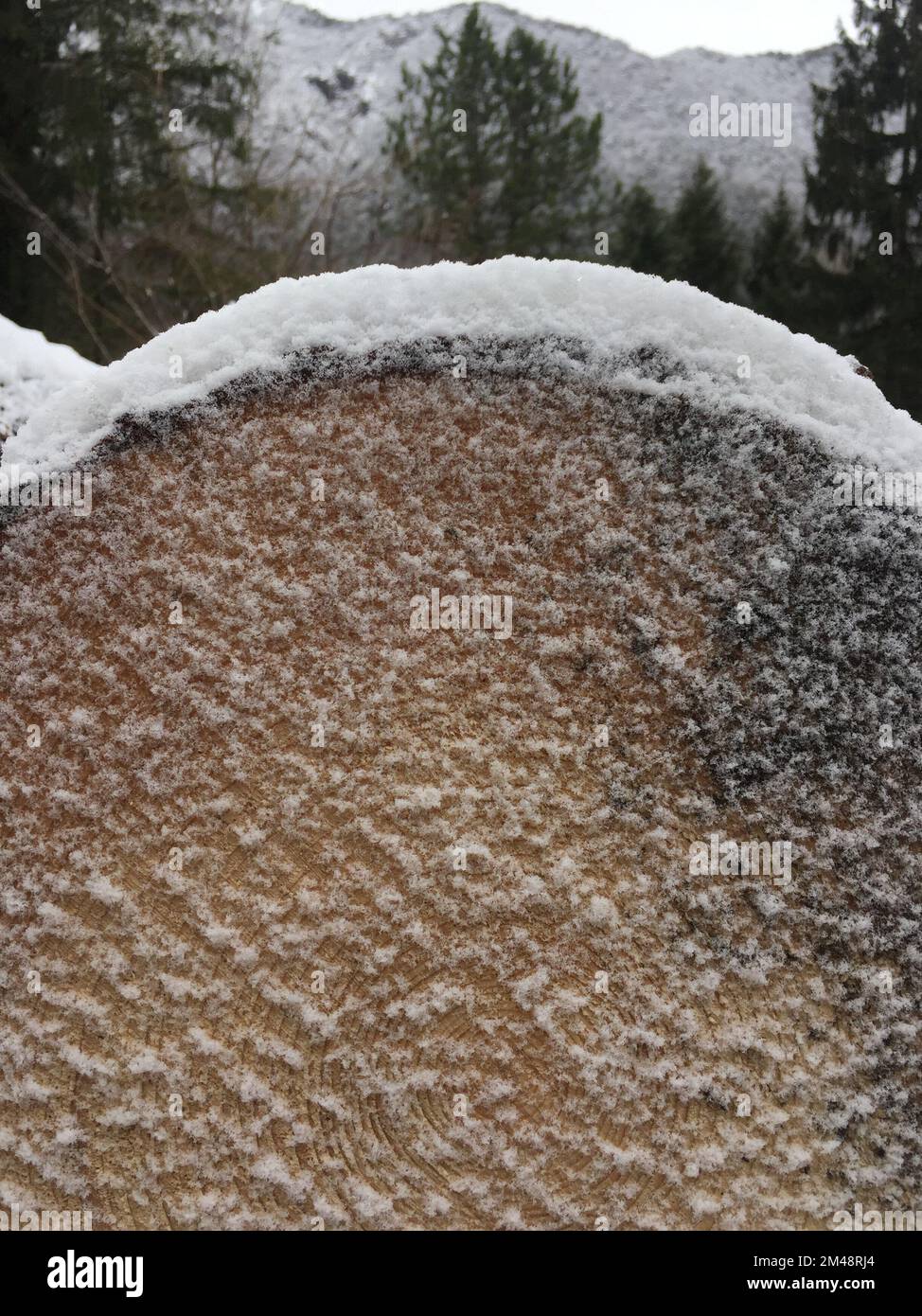 Tree trunk covered by snow Stock Photo - Alamy