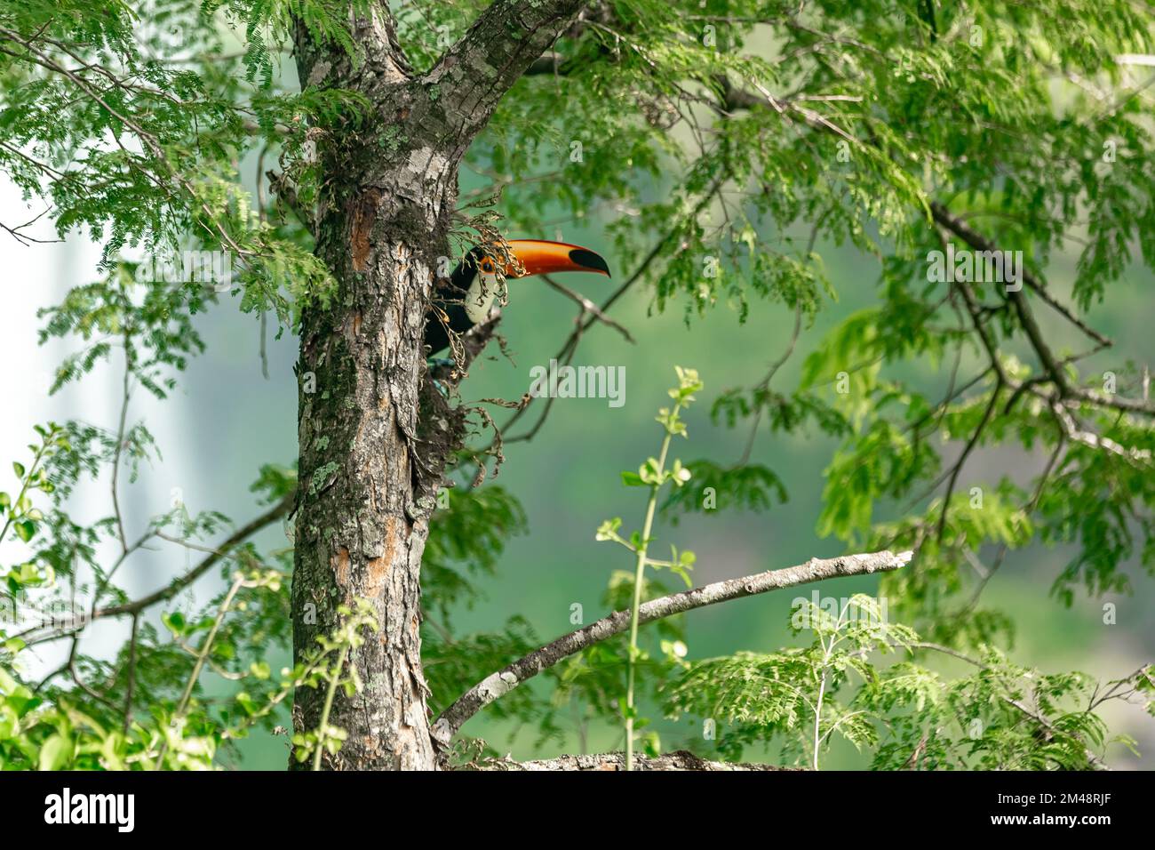 toucan on a tree branch in the amazon forest Stock Photo - Alamy