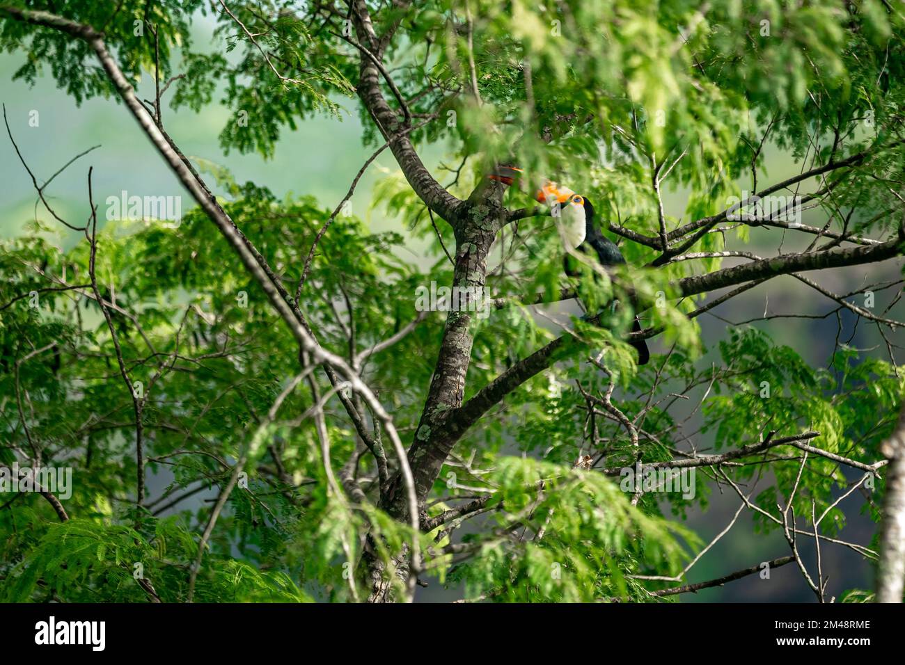 toucan on a tree branch in the amazon forest Stock Photo - Alamy