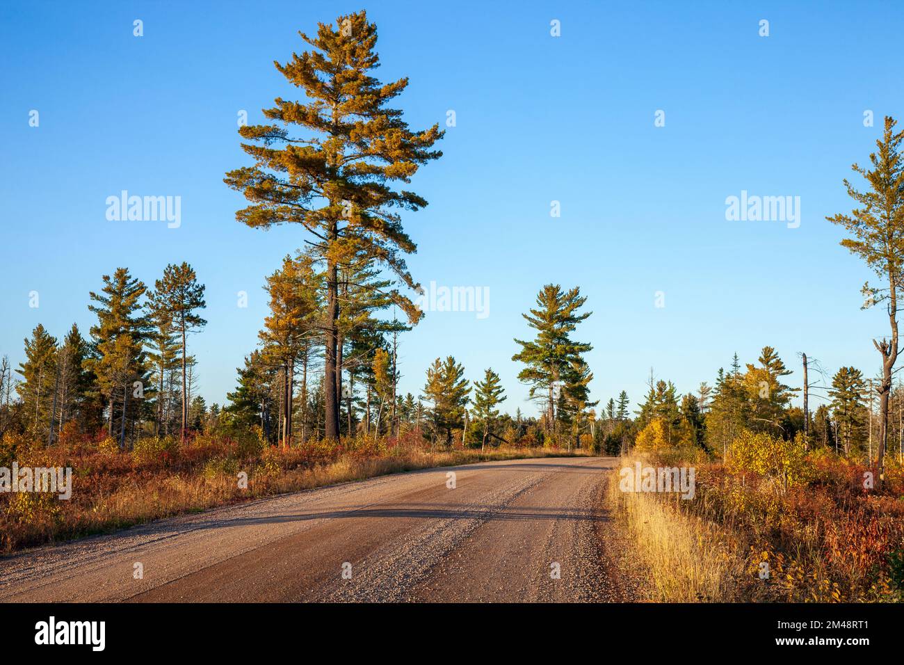 Dirt road among pines in northern Minnesota at sunset during autumn ...