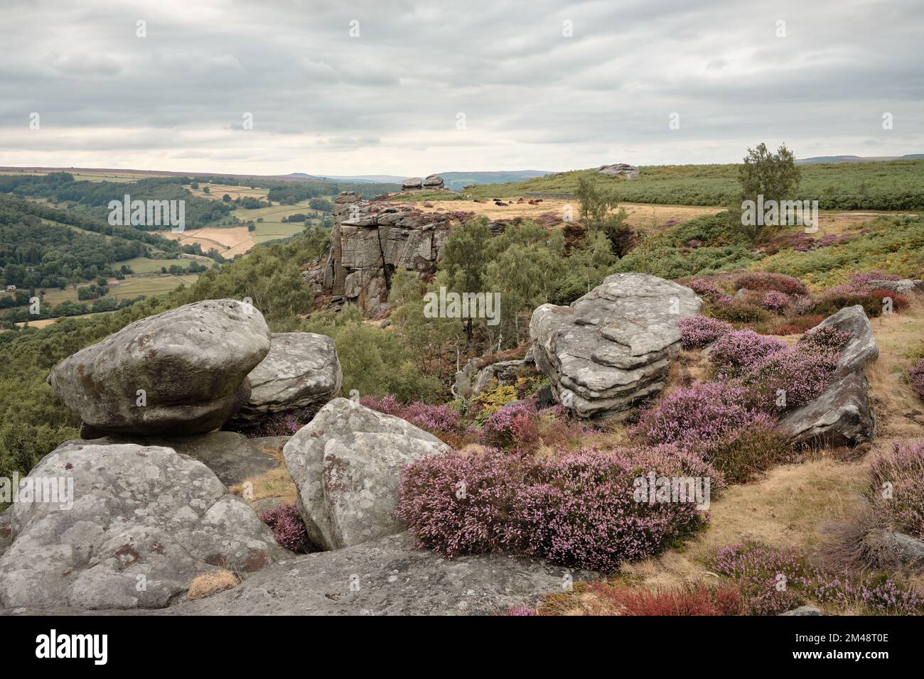 Heather in bloom, Froggatt Edge, Peak District, UK Stock Photo - Alamy