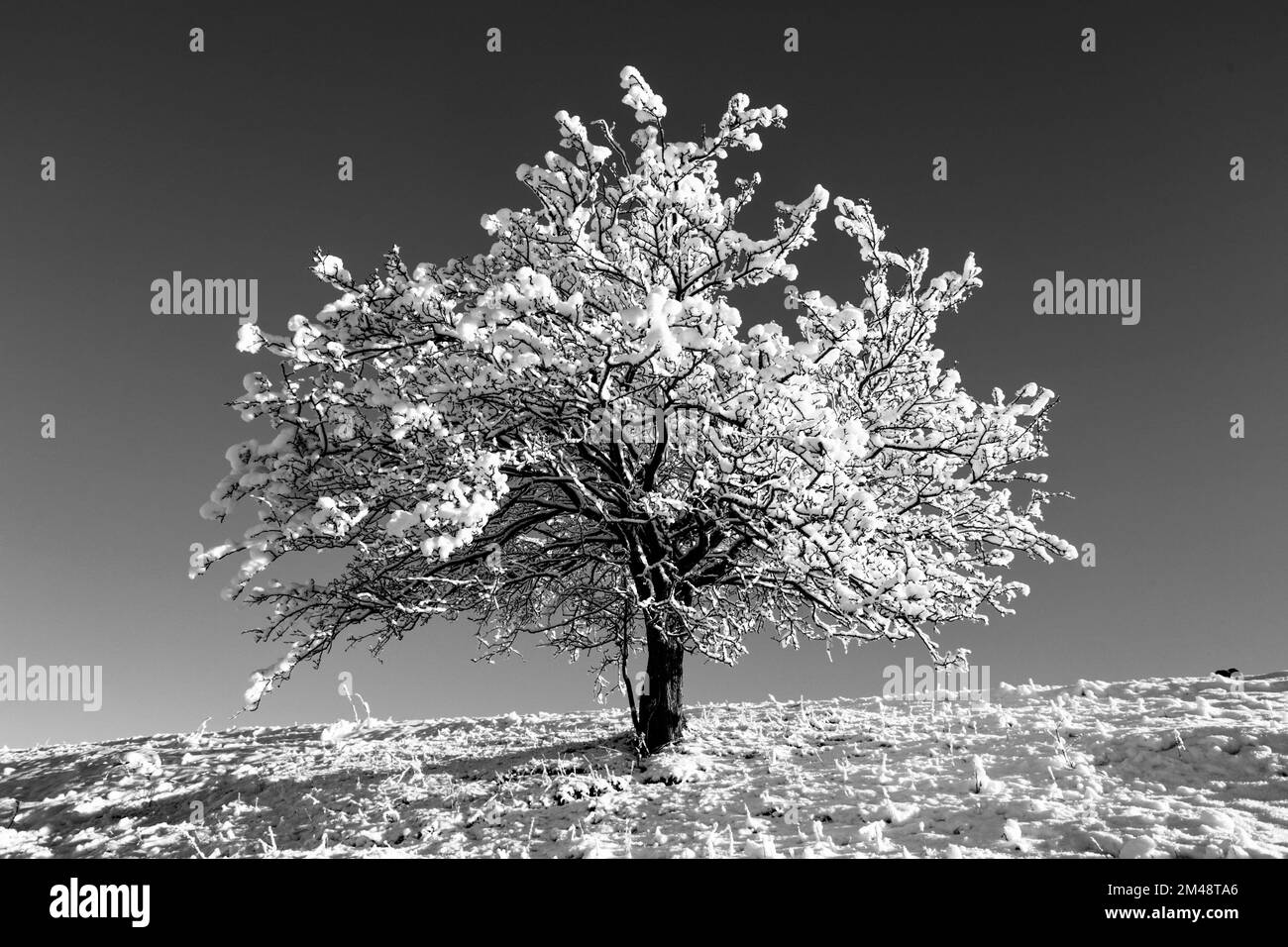 winter snow scenes with frosted trees Stock Photo - Alamy