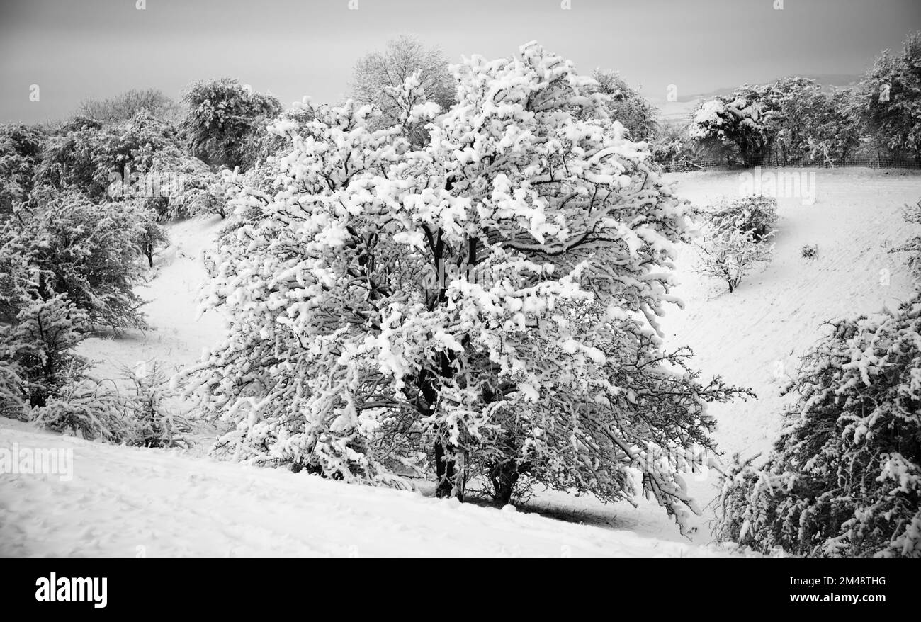 winter snow scenes with frosted trees Stock Photo - Alamy