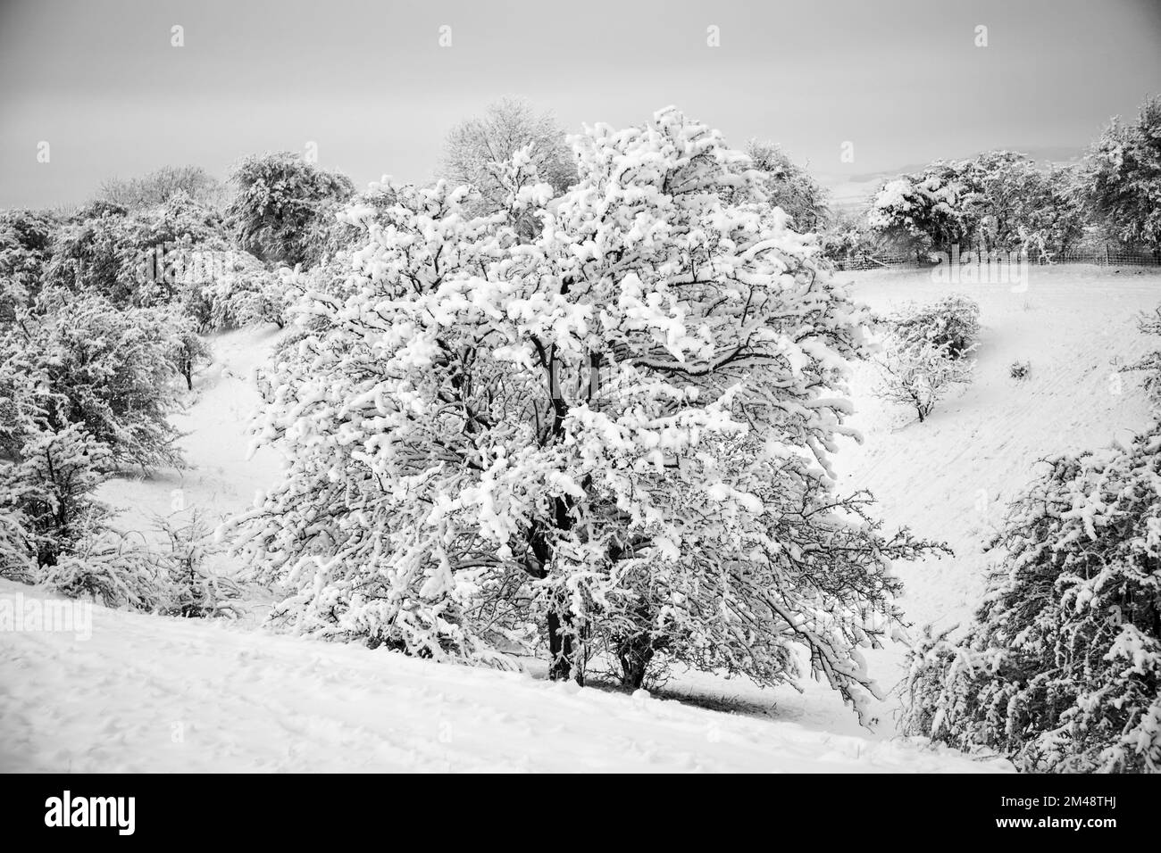 winter snow scenes with frosted trees Stock Photo - Alamy