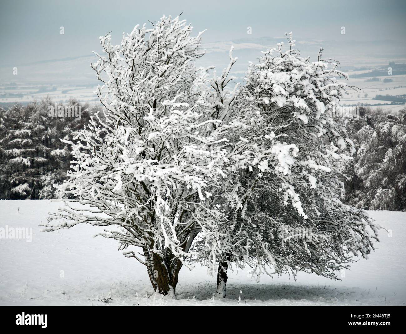 winter snow scenes with frosted trees Stock Photo - Alamy