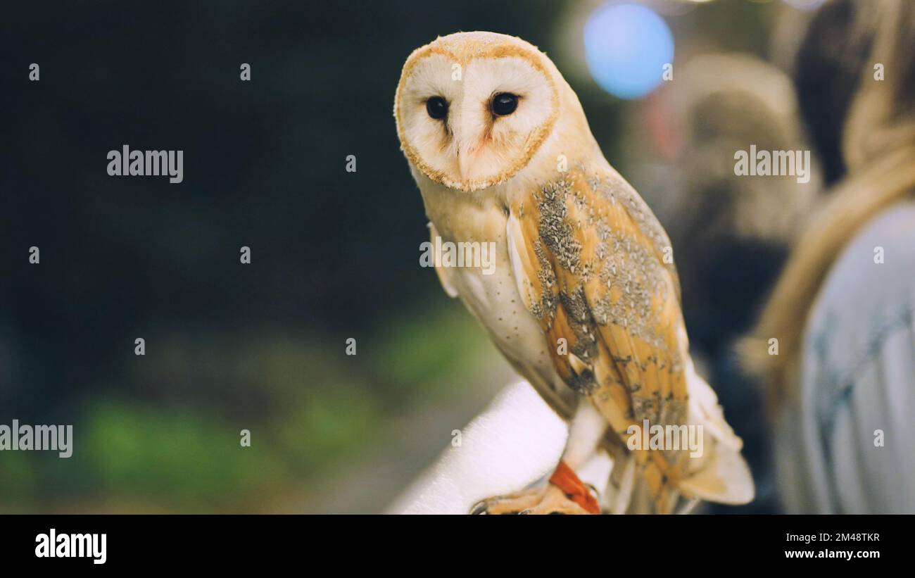 An owl on a city street in the evening waiting for tourists Stock Photo ...