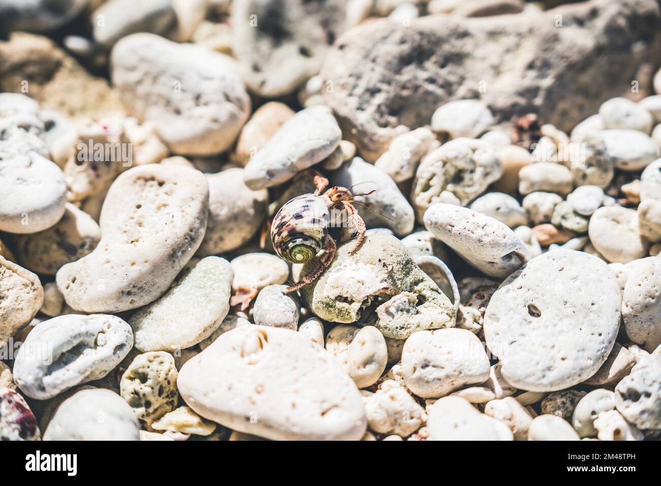 Hermit crab hiding between rocks and stones as a camouflage for pray ...