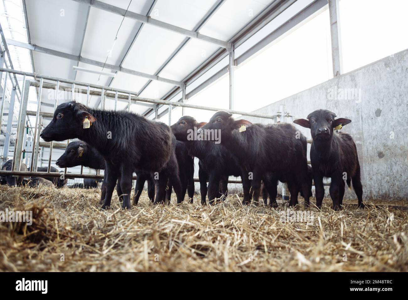 the buffaloes in the pen stuck out their heads to graze. Agriculture ...