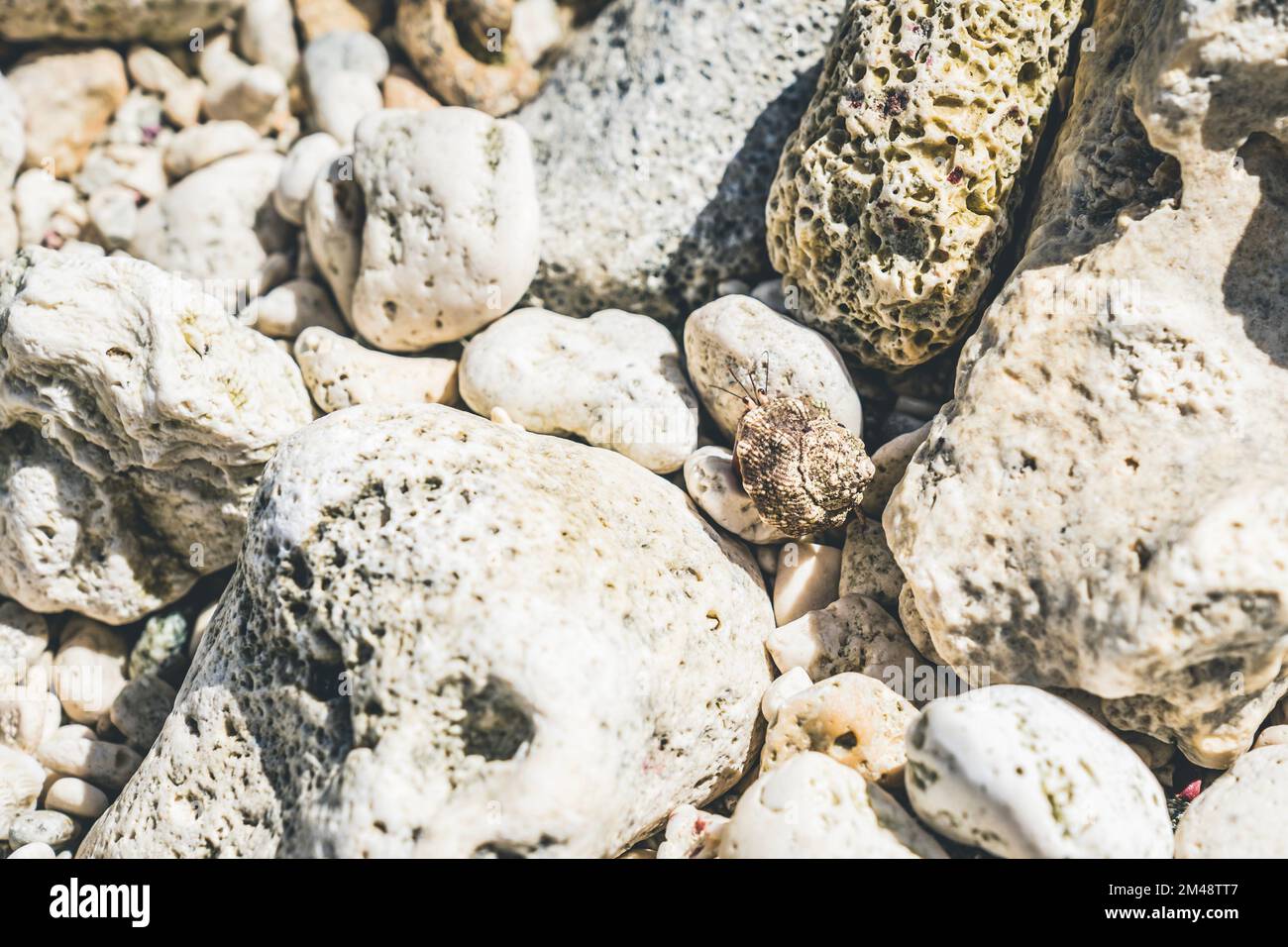 Hermit crab hiding between rocks and stones as a camouflage for pray ...