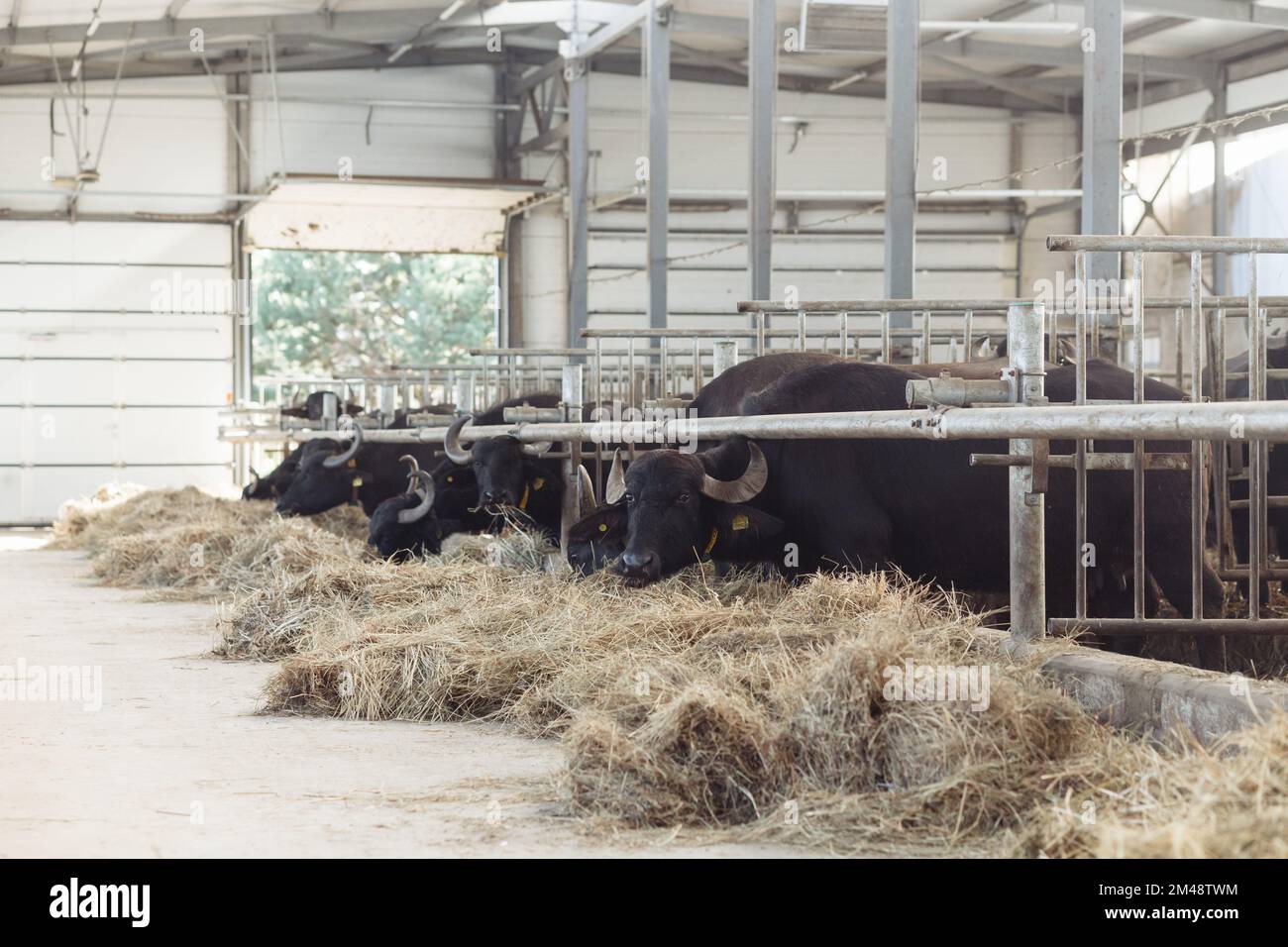 the buffaloes in the pen stuck out their heads to graze. Agriculture ...