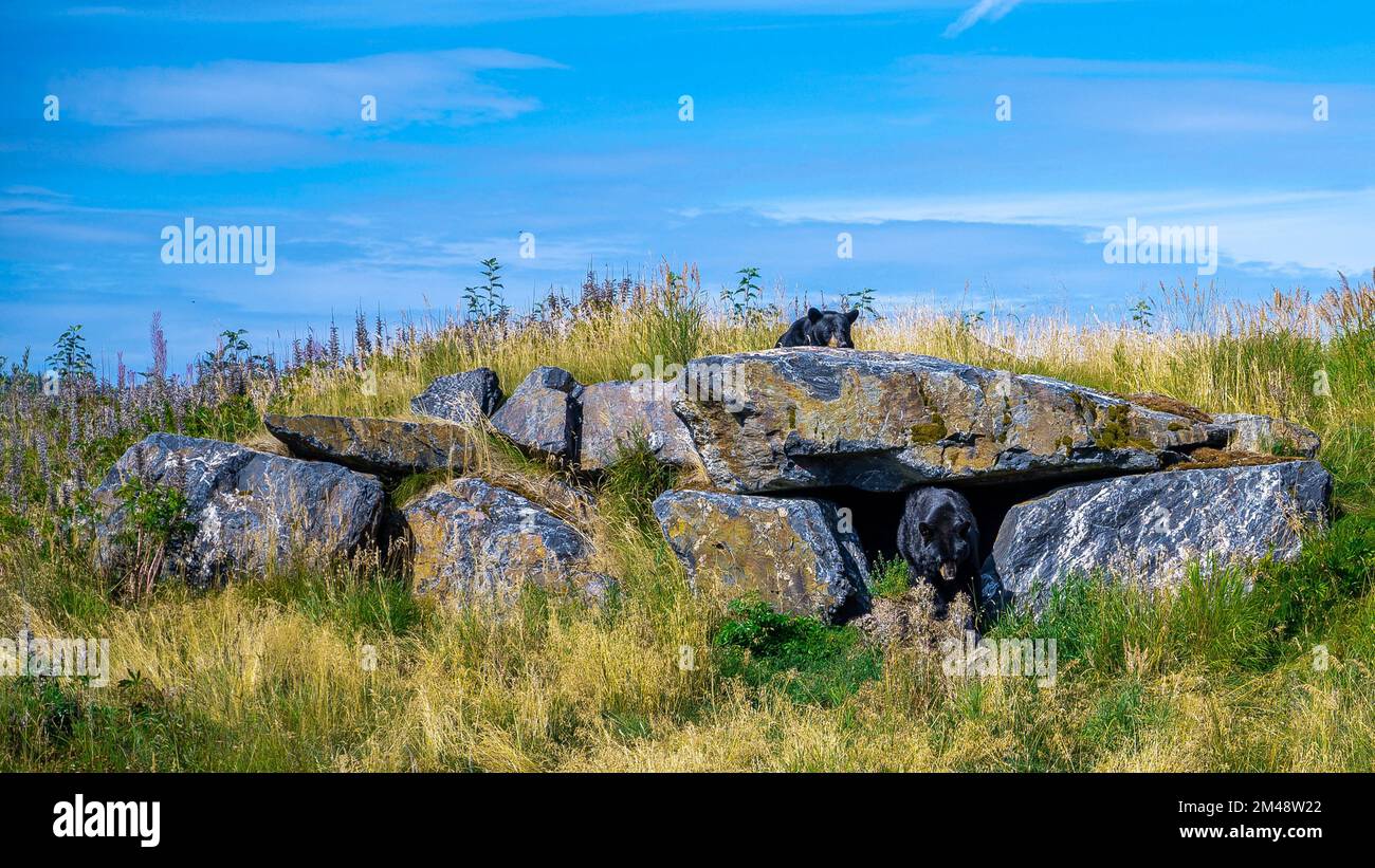Hiding behind rocks hi-res stock photography and images - Alamy