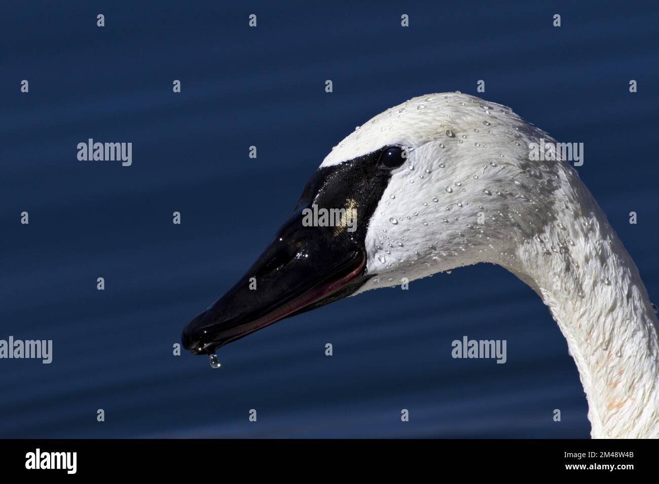 Close up portrait of Trumpeter Swan head with water dripping from its ...