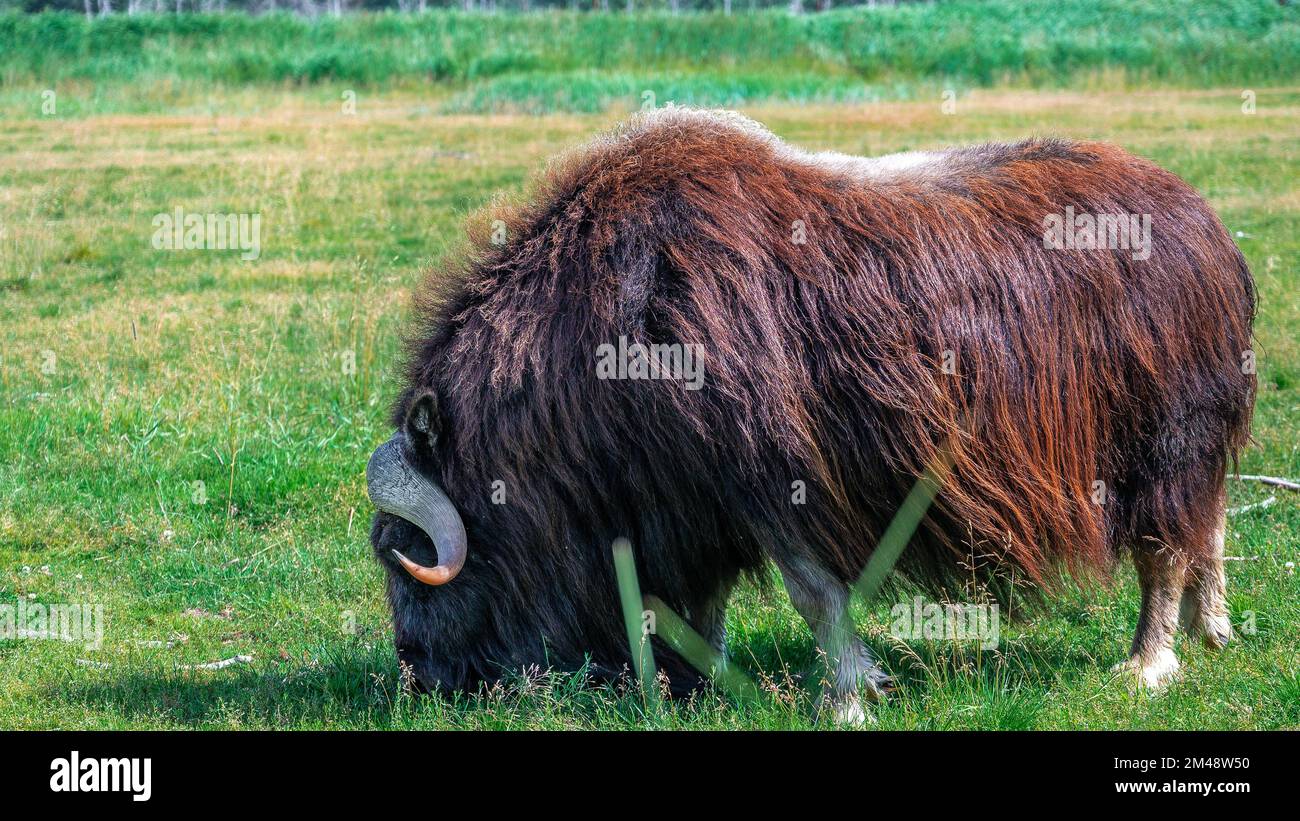 Ovibos moschatus eating hi-res stock photography and images - Alamy