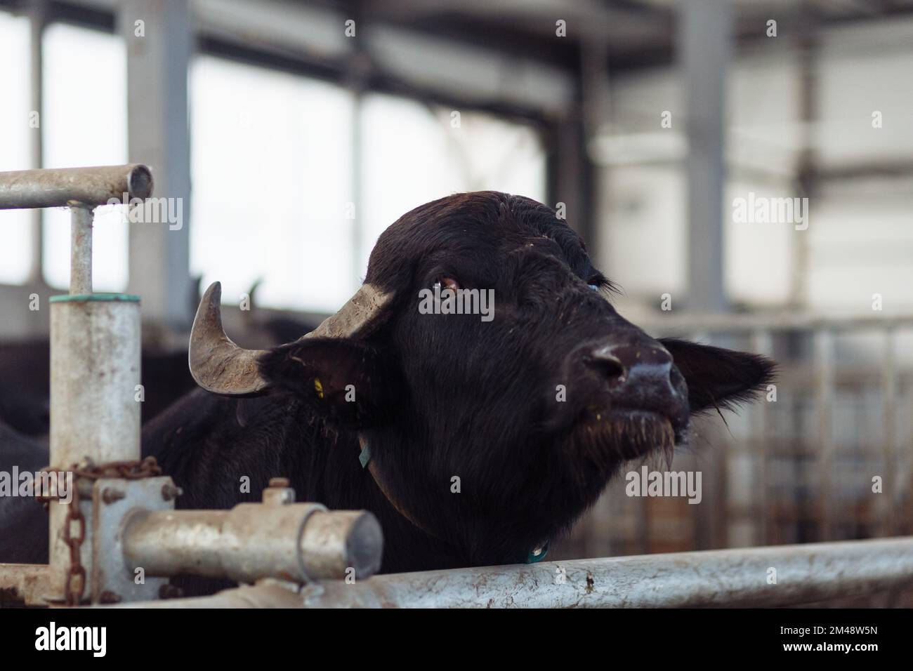 the buffaloes in the pen stuck out their heads to graze. Agriculture ...