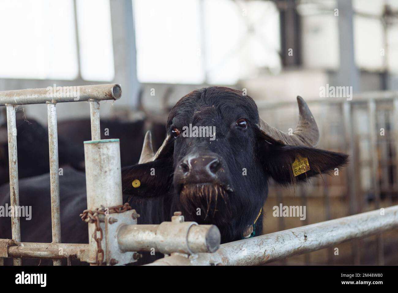 the buffaloes in the pen stuck out their heads to graze. Agriculture ...