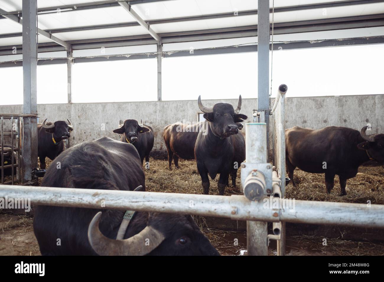 the buffaloes in the pen stuck out their heads to graze. Agriculture ...