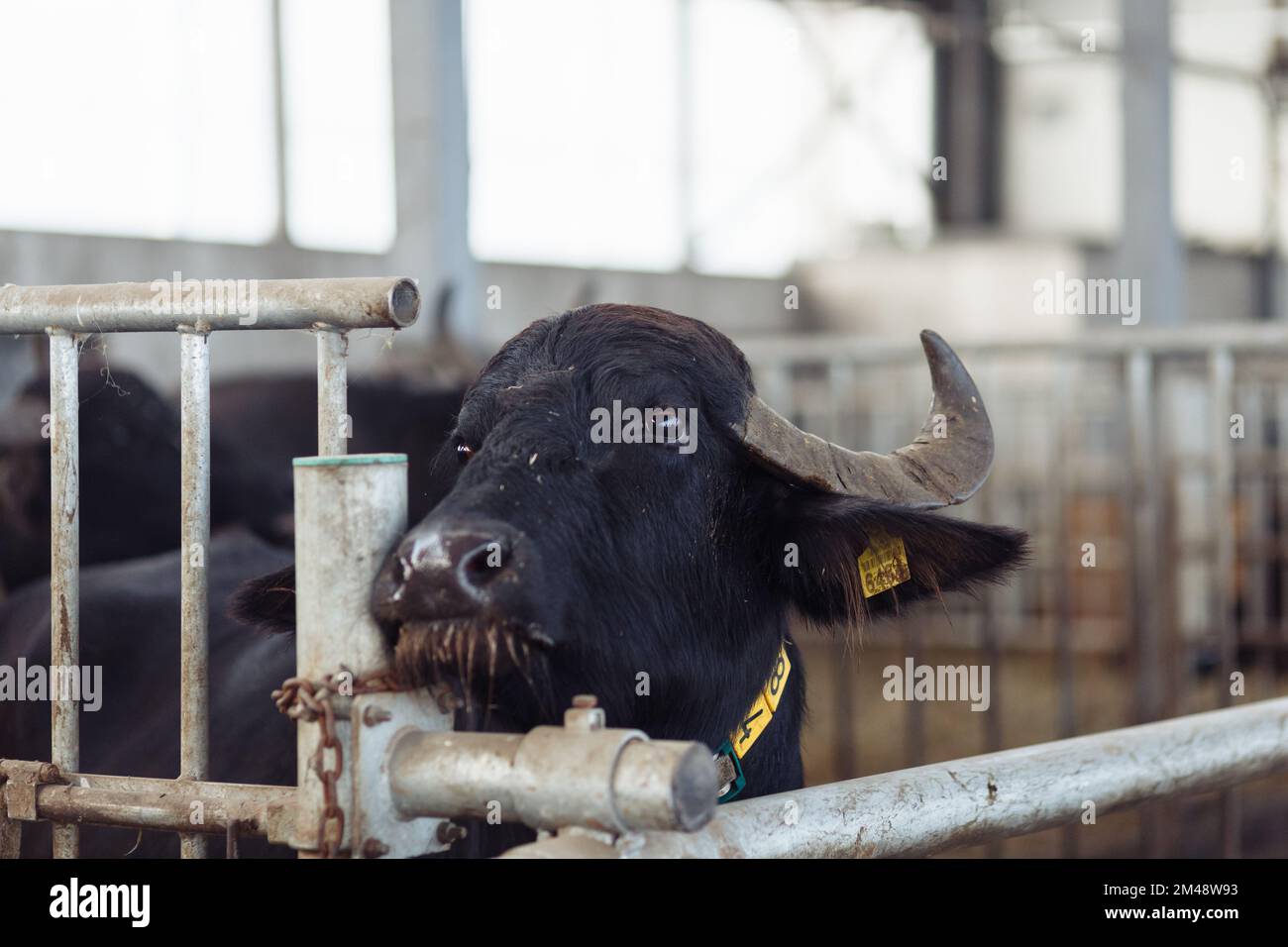 the buffaloes in the pen stuck out their heads to graze. Agriculture ...