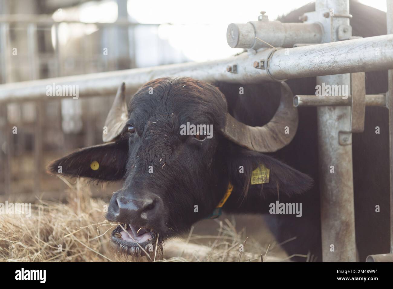the buffaloes in the pen stuck out their heads to graze. Agriculture ...