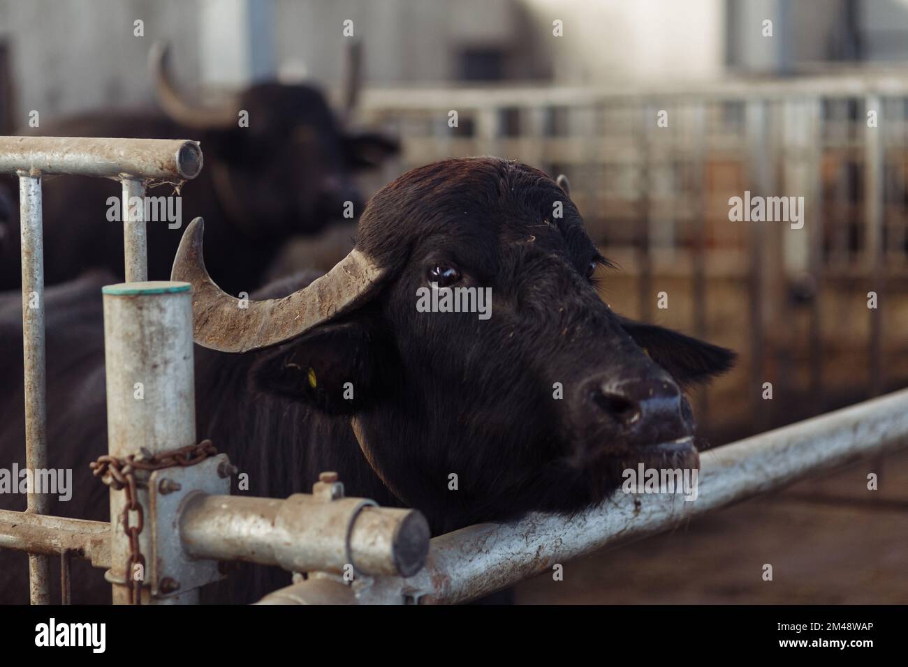 the buffaloes in the pen stuck out their heads to graze. Agriculture ...