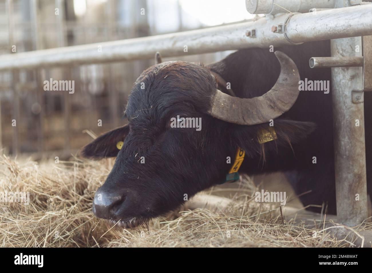 the buffaloes in the pen stuck out their heads to graze. Agriculture ...