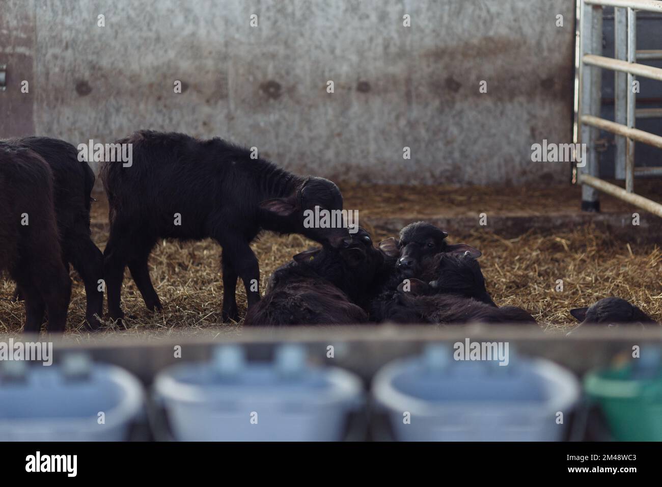 the buffaloes in the pen stuck out their heads to graze. Agriculture ...