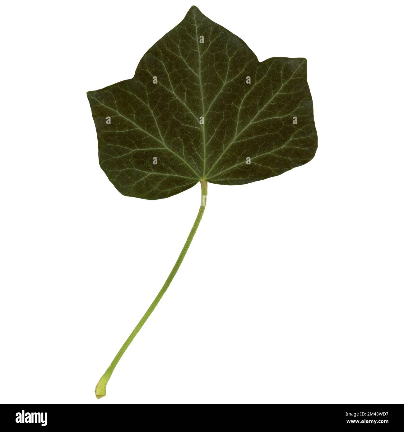 Hedera ivy leaf isolated over white background Stock Photo - Alamy