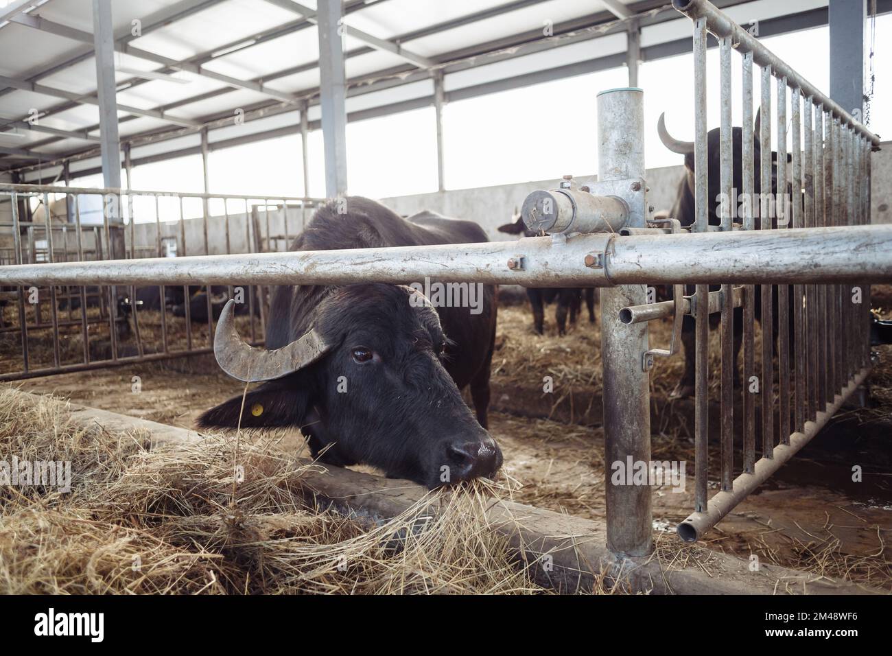 the buffaloes in the pen stuck out their heads to graze. Agriculture ...
