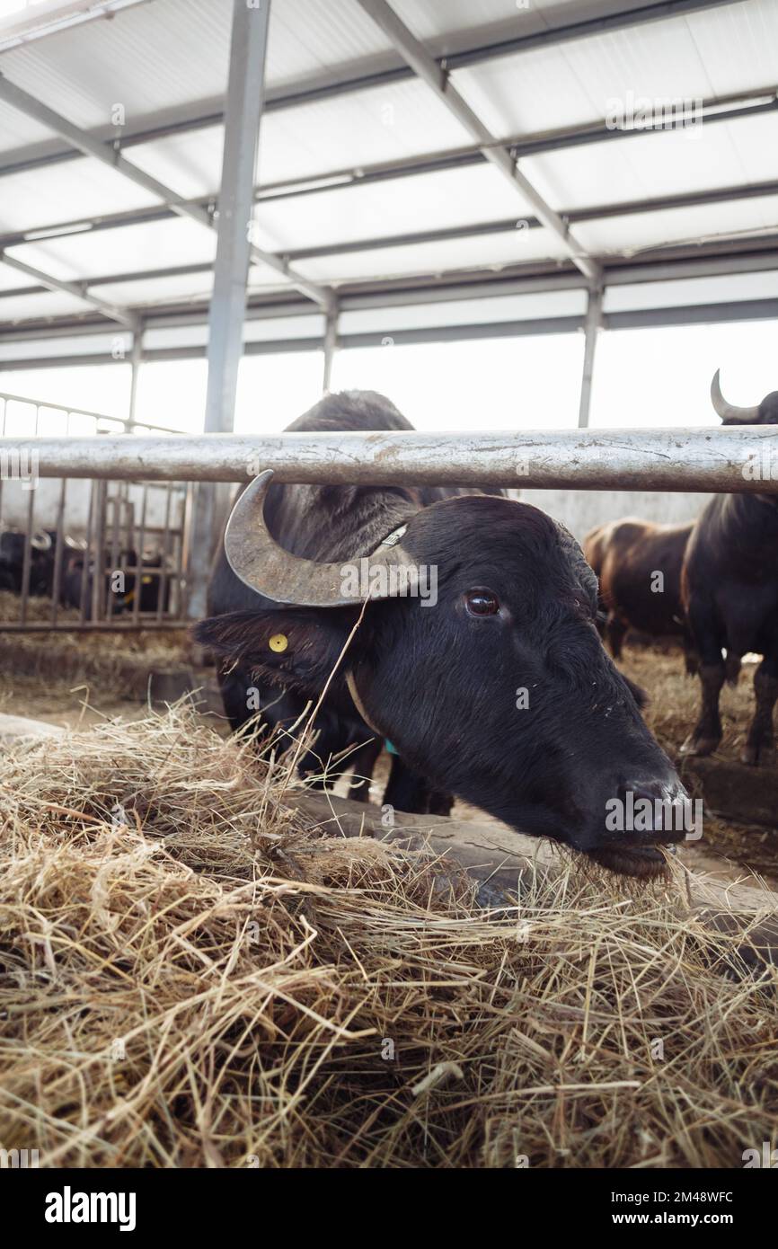 the buffaloes in the pen stuck out their heads to graze. Agriculture ...
