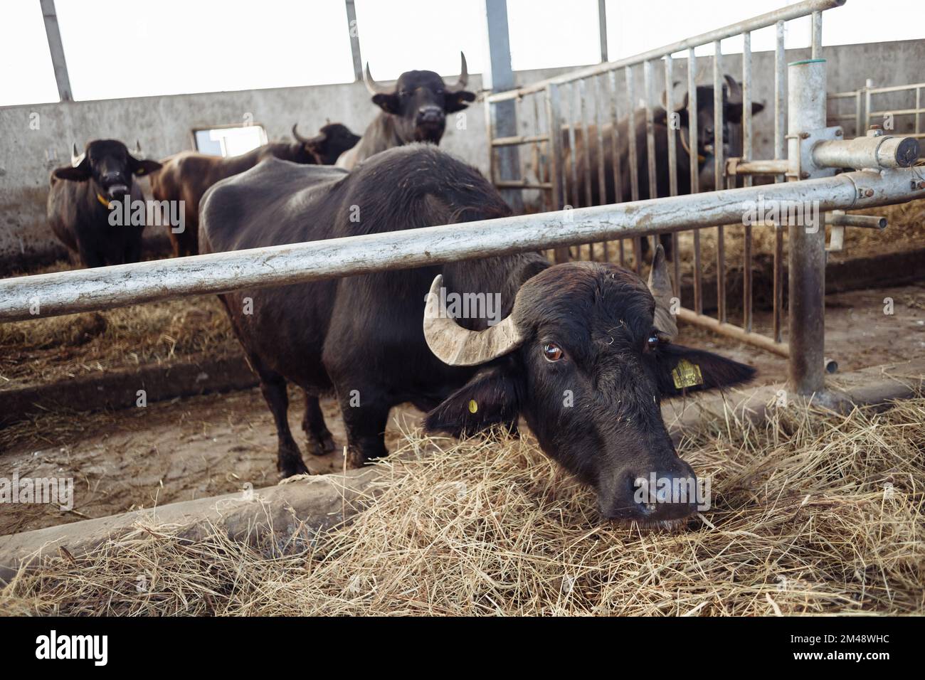 the buffaloes in the pen stuck out their heads to graze. Agriculture ...