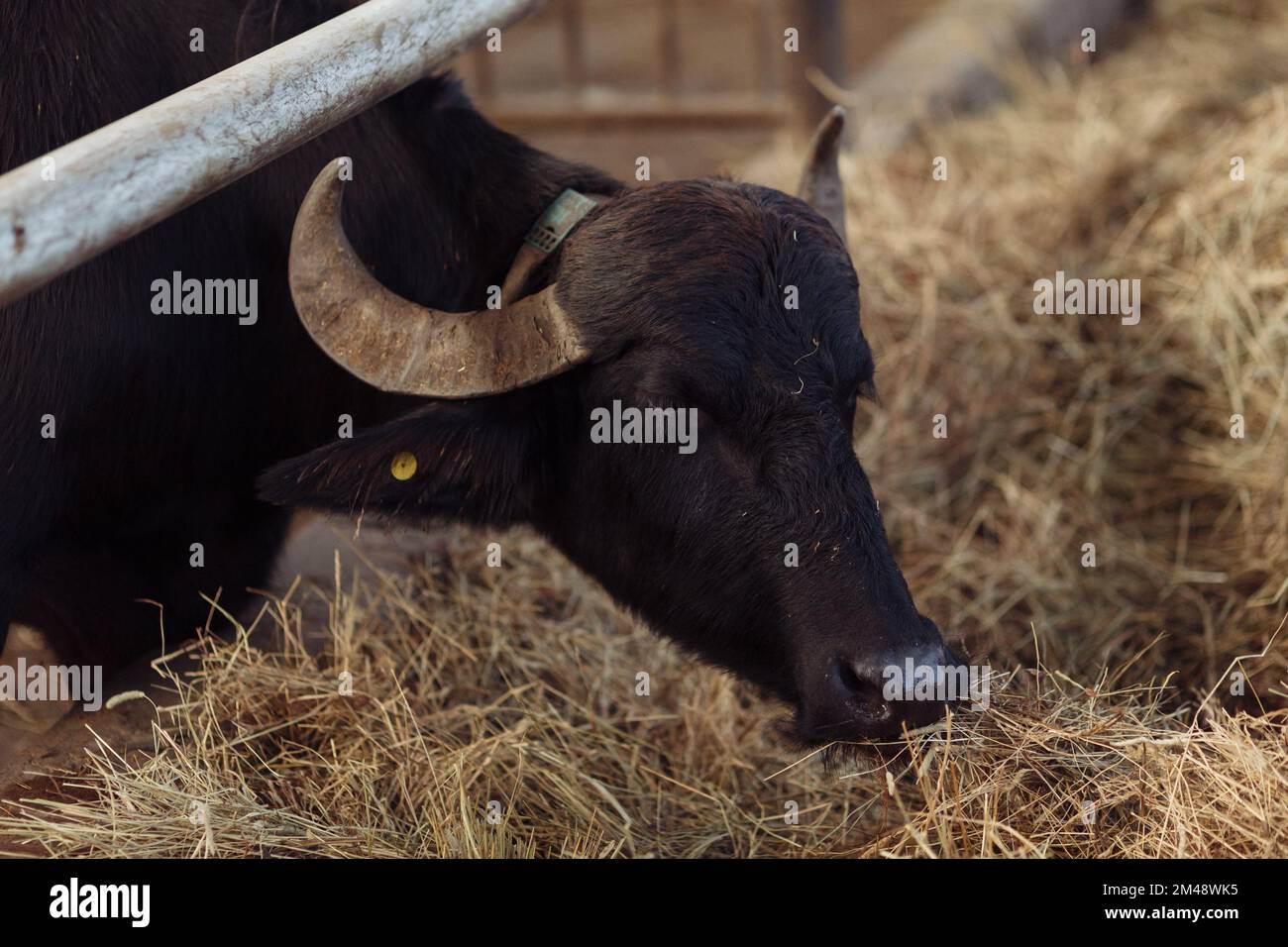 the buffaloes in the pen stuck out their heads to graze. Agriculture ...