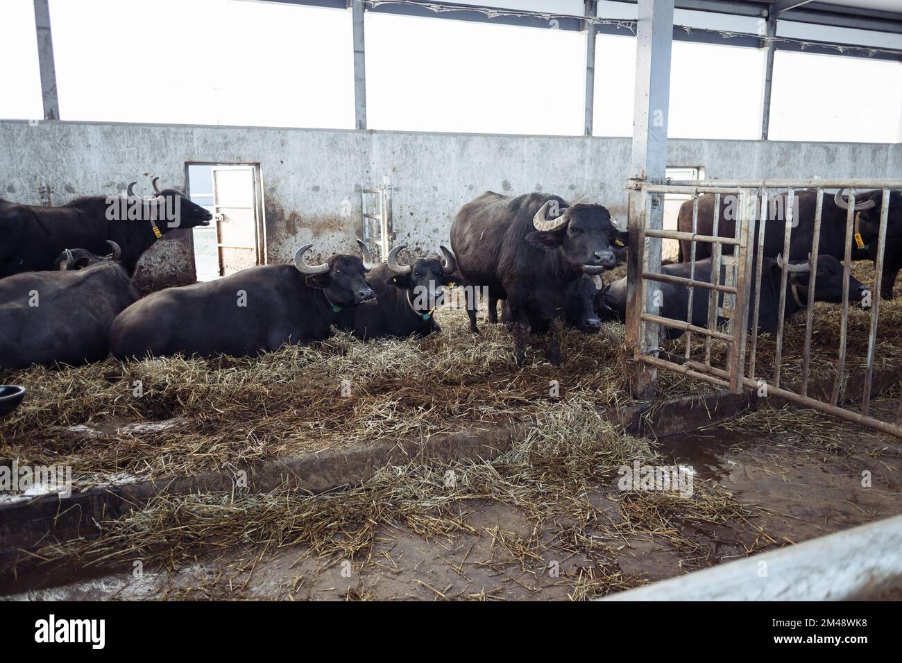 the buffaloes in the pen stuck out their heads to graze. Agriculture ...