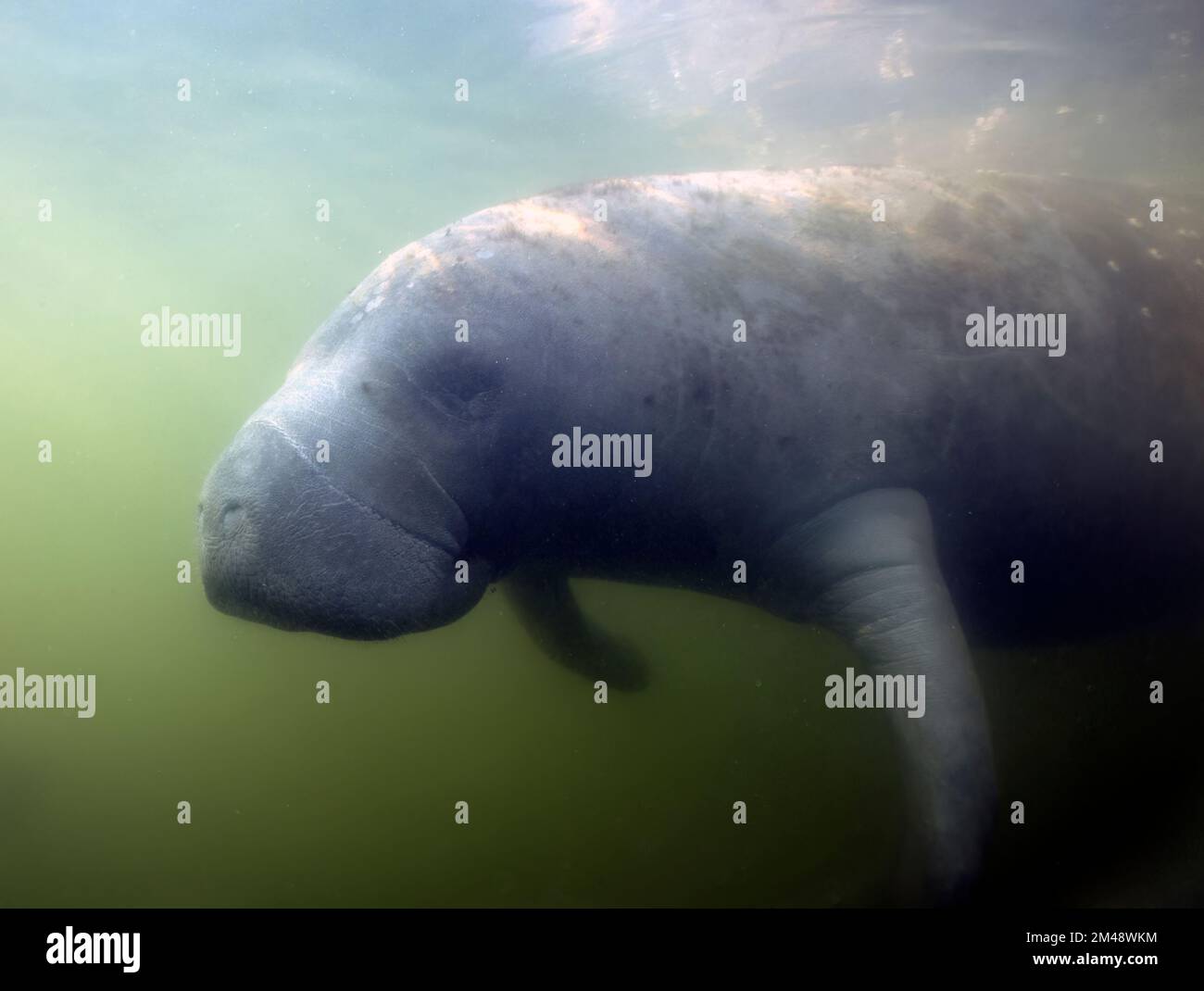West Indian Manatee (Trichechus manatus) in Crystal River, Florida, USA ...