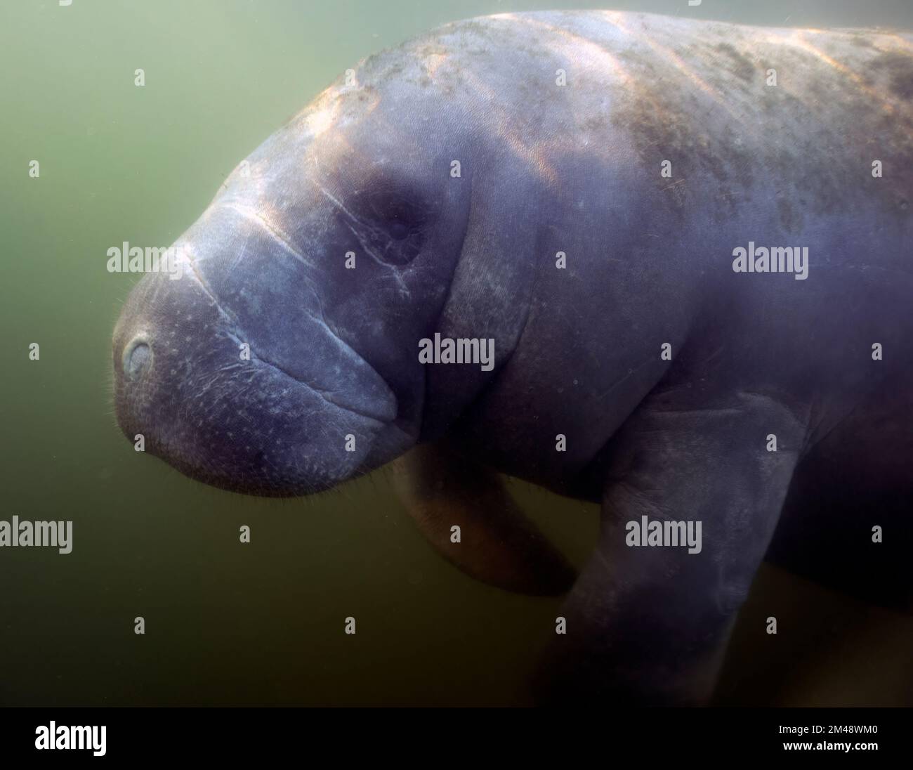 West Indian Manatee (Trichechus manatus) in Crystal River, Florida, USA ...