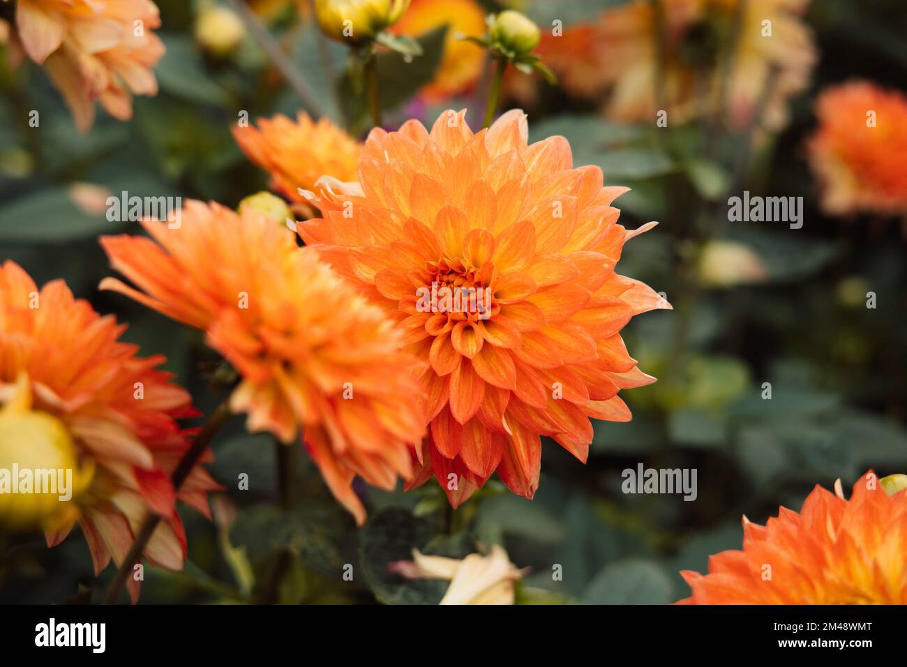 Dahlia 'Orange Pekoe' in flower Stock Photo - Alamy