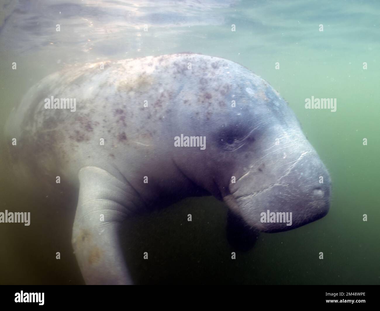 West Indian Manatee (Trichechus manatus) in Crystal River, Florida, USA ...