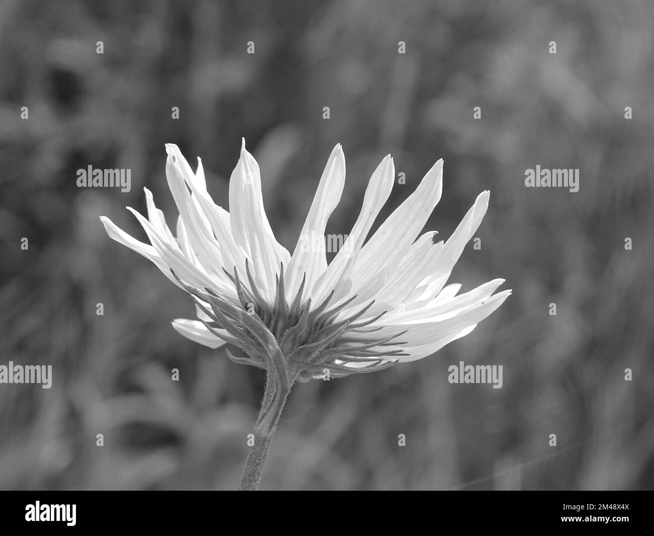 A grayscale of a delicate white flower on the blurred background Stock ...