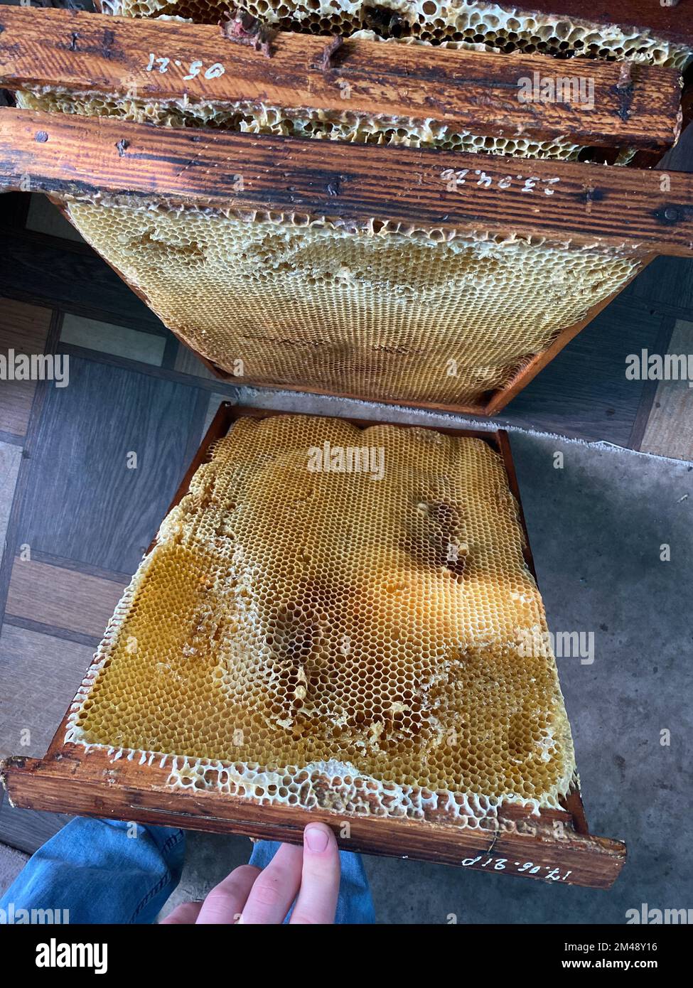 Frames of a beehive just taken from beehive with sweet honey. Busy bees ...