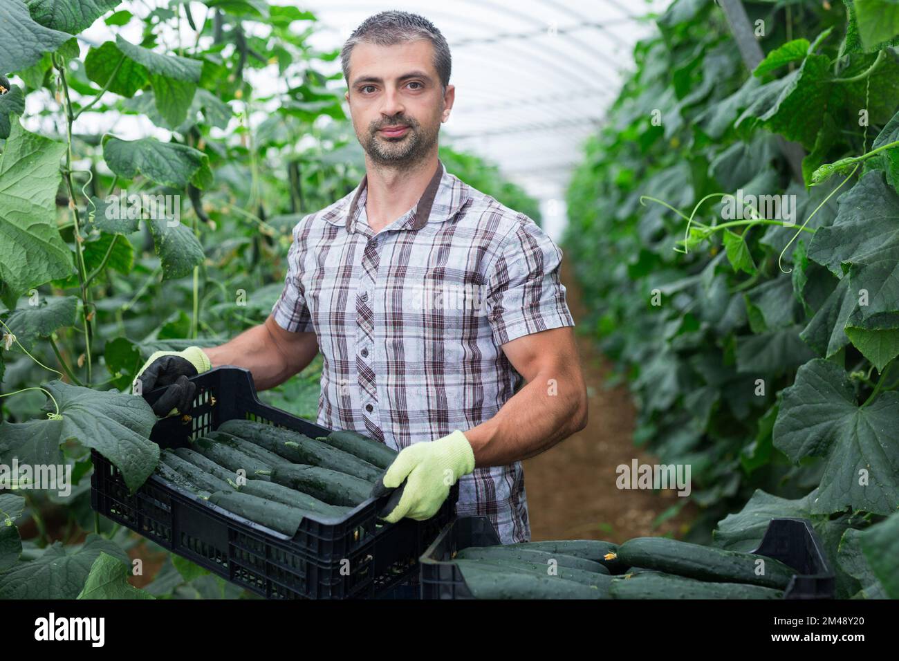 Pick cucumbers in greenhouse hi-res stock photography and images - Alamy