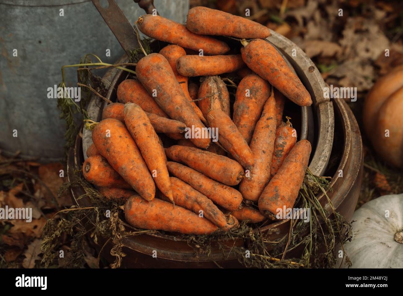 Fresh and sweet carrots on a gray iron bucket Stock Photo - Alamy
