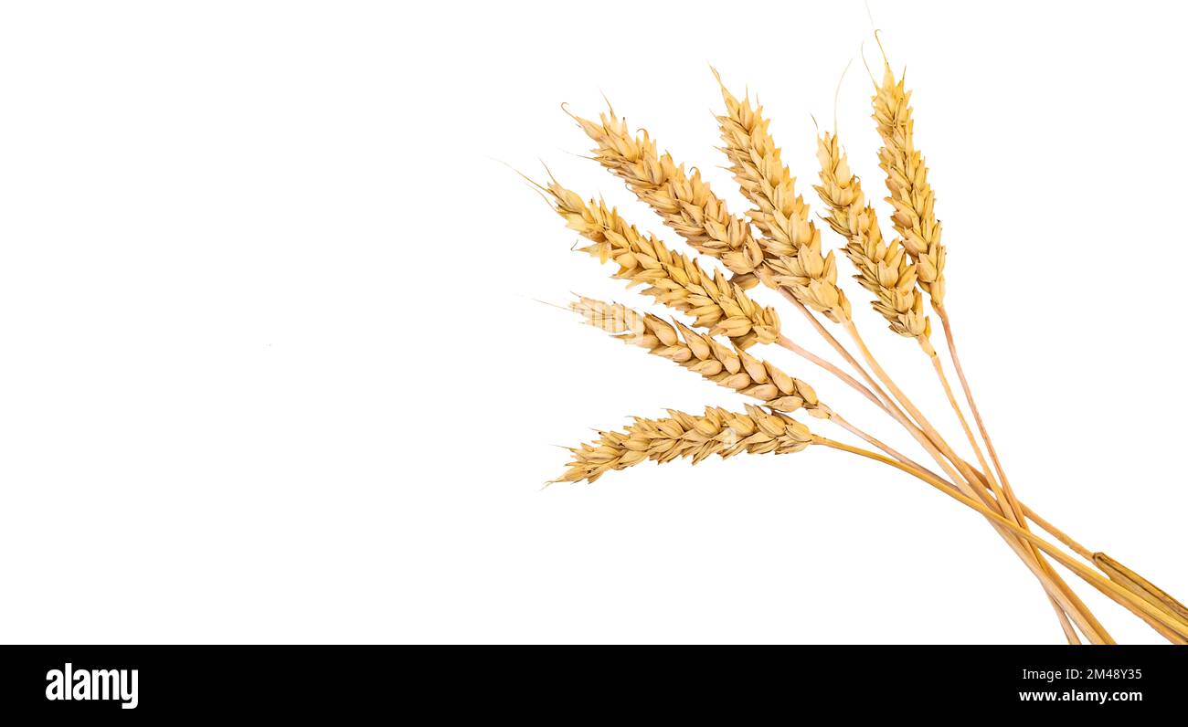 spikelets of wheat isolate on white background. Selection focus. food ...