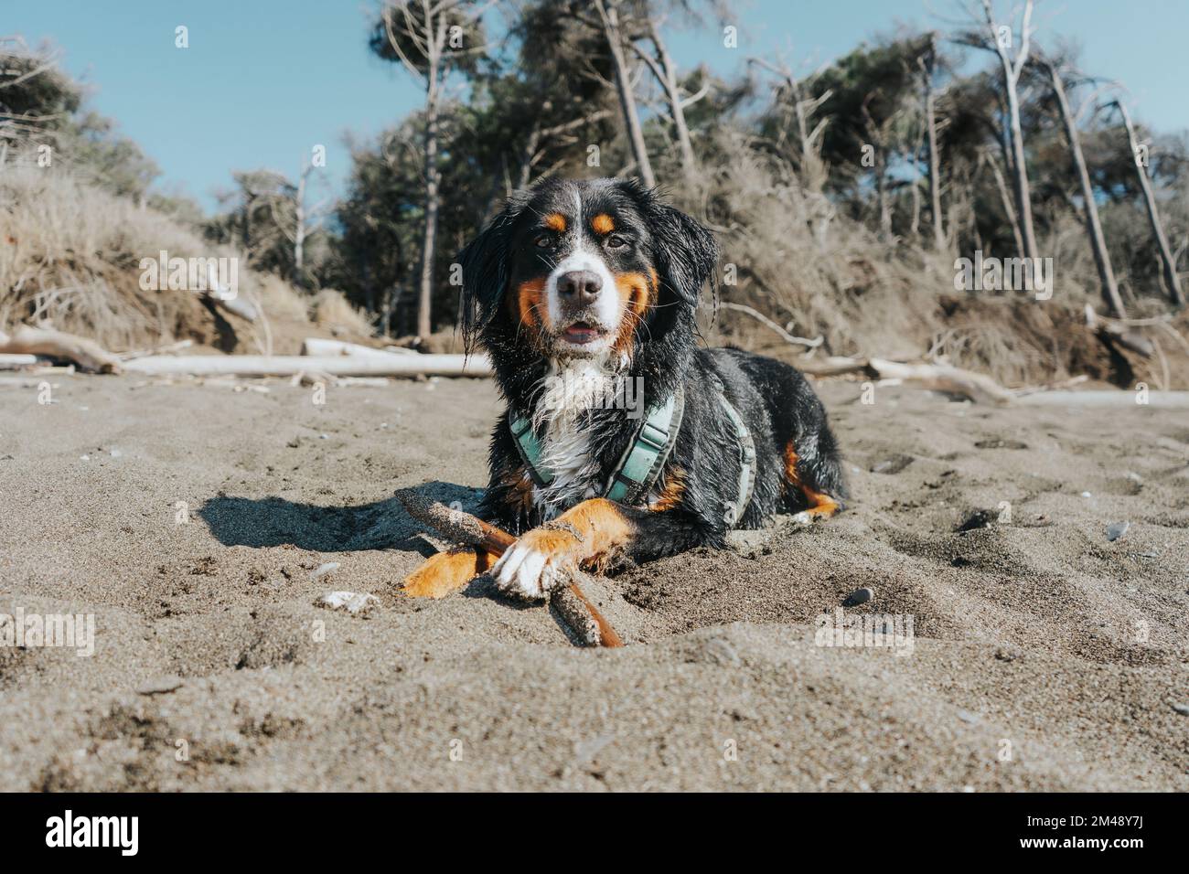 A closeup shot of a Bernese Mountain Dog relaxing on a beach with ...