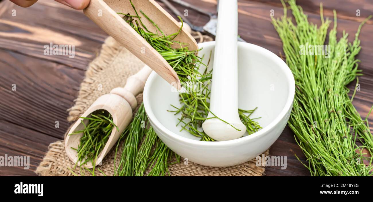 Herbalist pours dried cut medicinal Equisetum arvense, the field ...