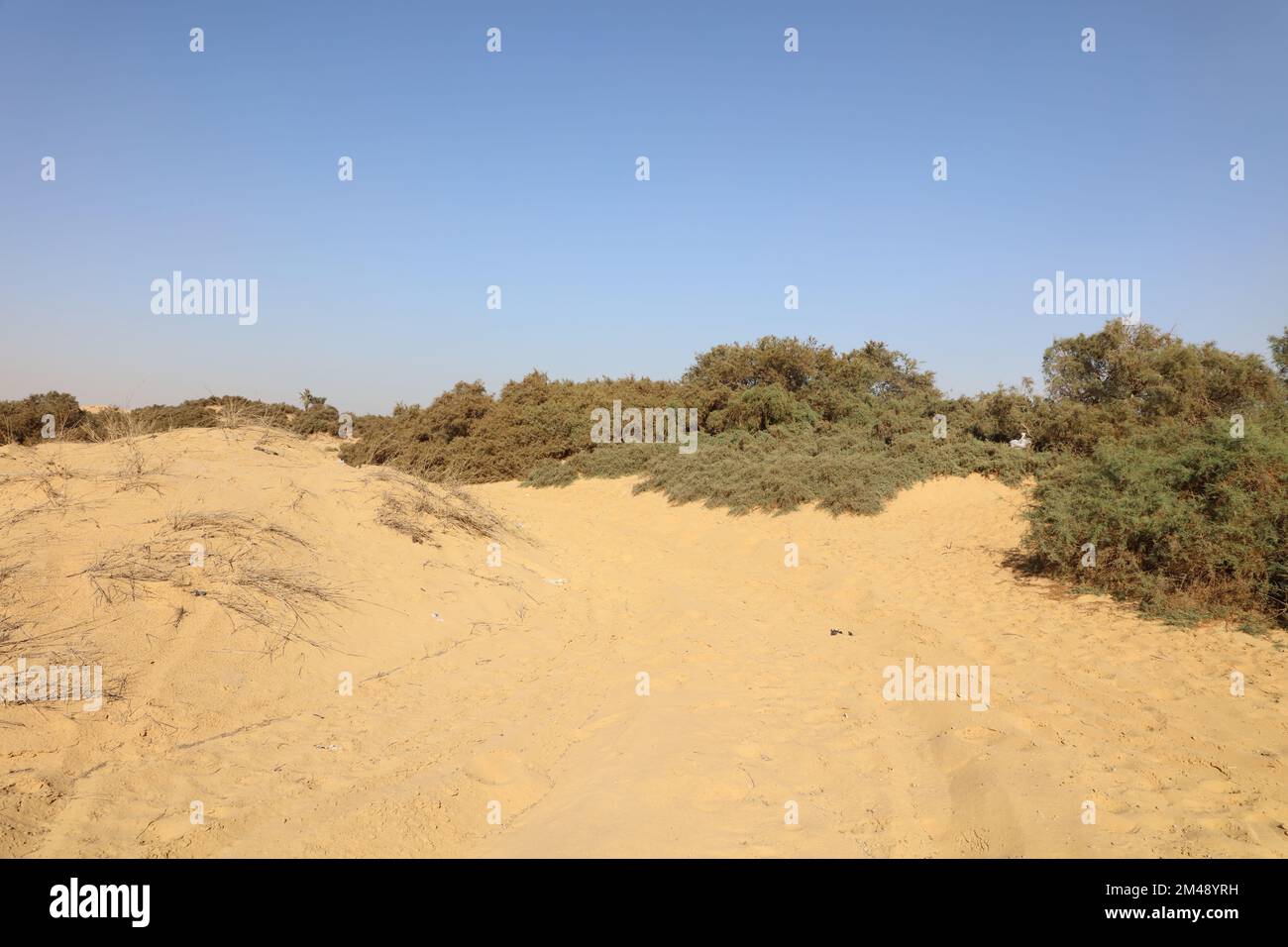 Desert, Sand, and Wild Plants Stock Photo - Alamy