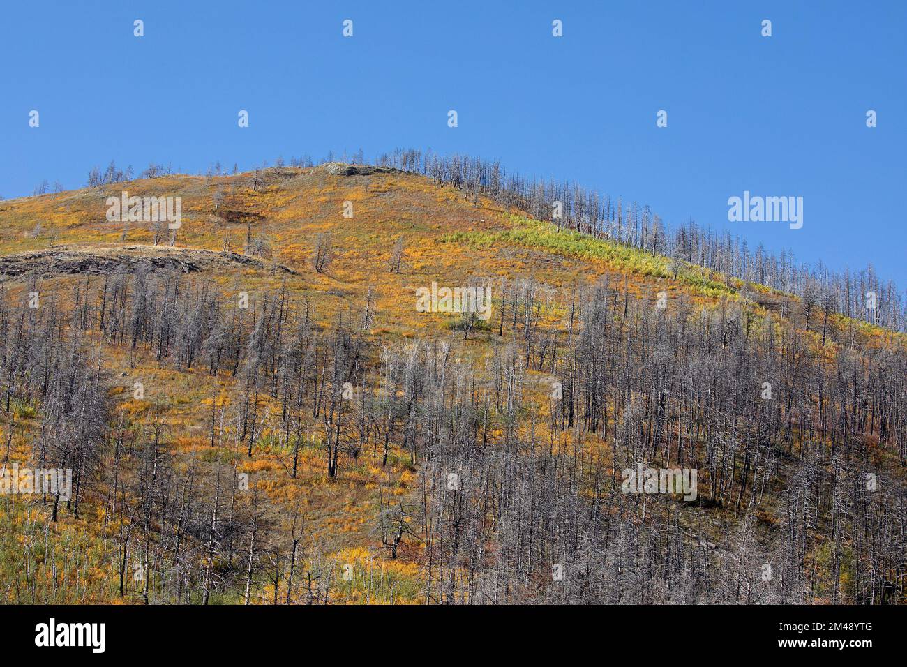 Regrow forests hi-res stock photography and images - Alamy