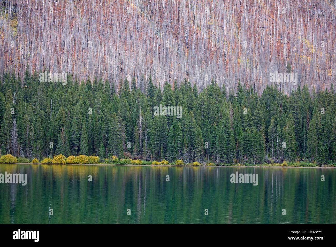 Remnant coniferous trees on Cameron Lake shore survived the Kenow ...