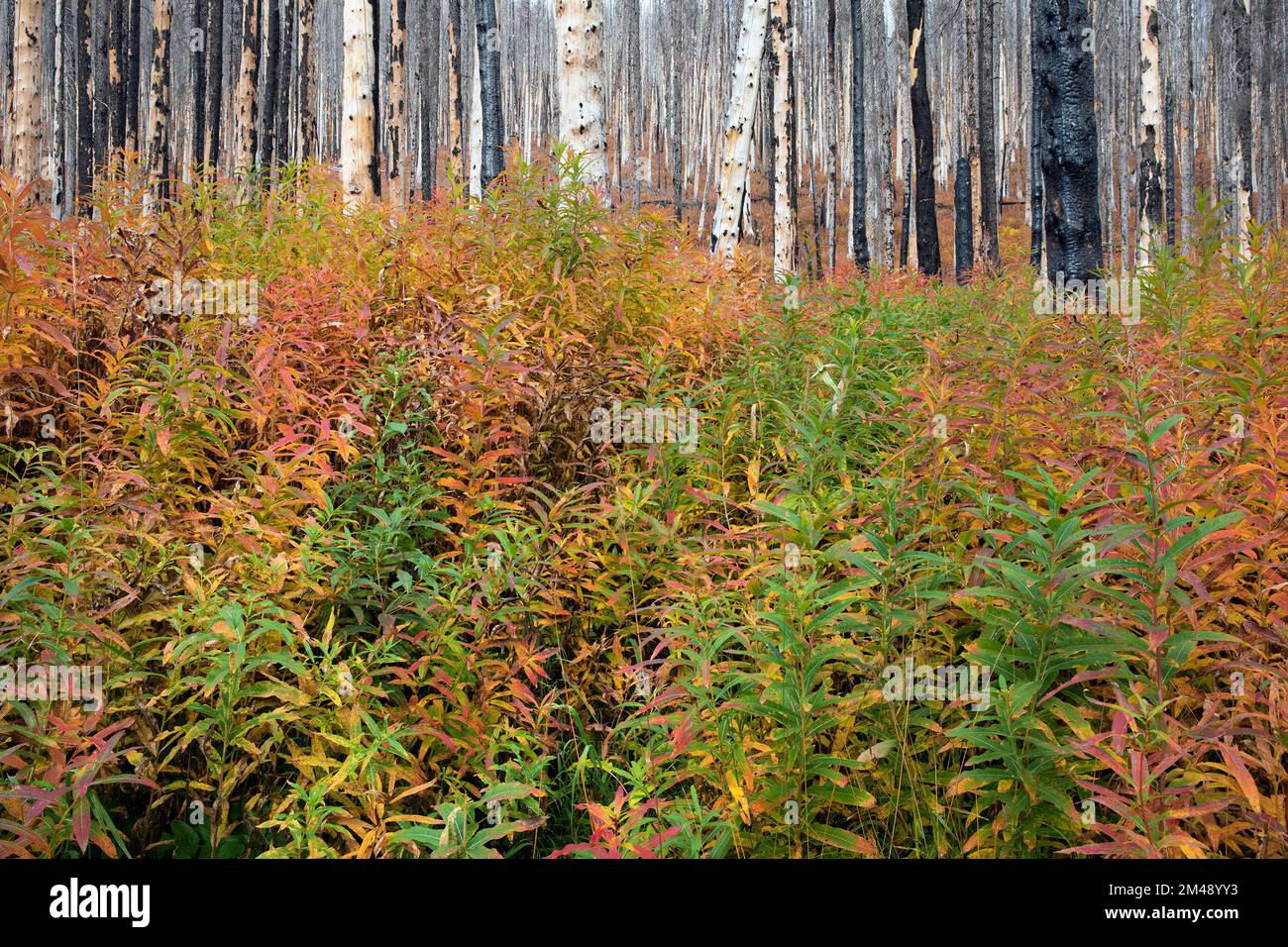 Ecological succession during forest fire recovery with fireweed ...