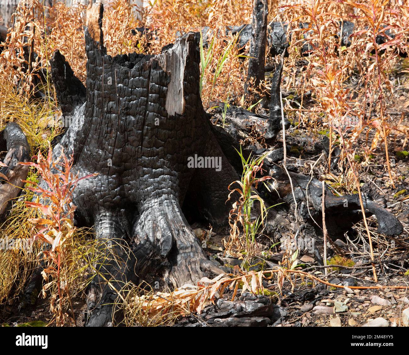 Charred tree stump after forest was burned by Kenow wildfire in ...