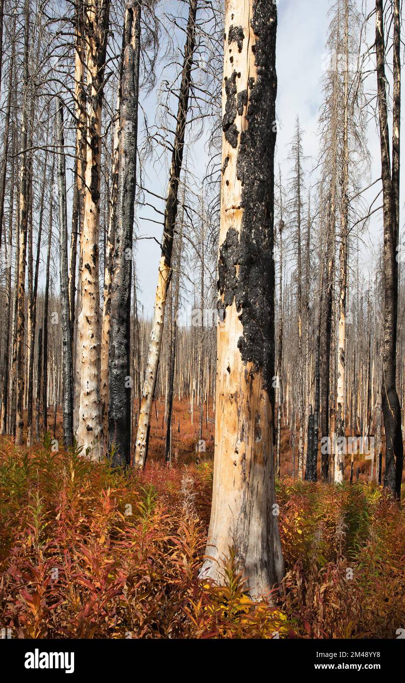 Forest fire recovery in burned forest. Understory regrowth of fireweed ...