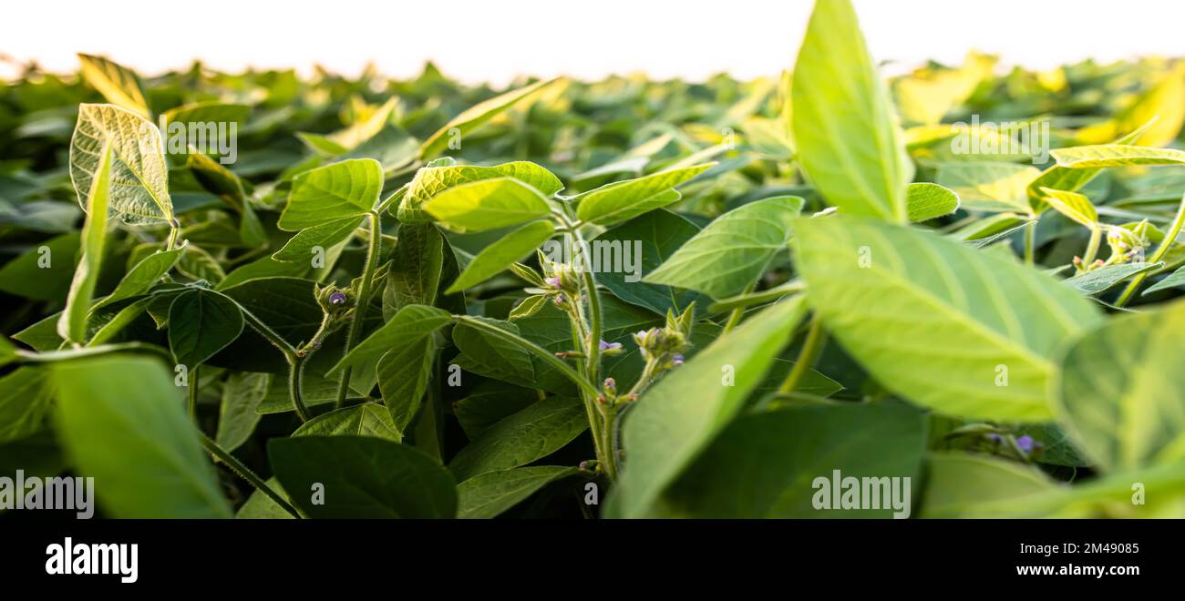 Glycine max, soybean, soya bean sprout growing soybeans on an ...
