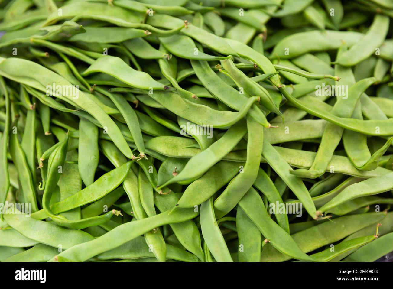 Abundance of raw green beans Stock Photo - Alamy